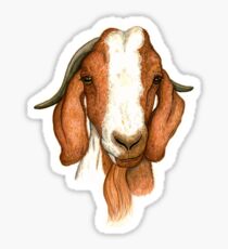 Boer Goat Stickers | Redbubble