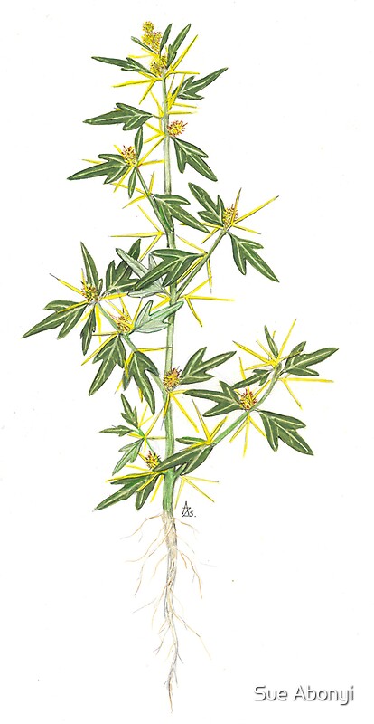 "Spiny Cocklebur - Xanthium spinosum" by Sue Abonyi | Redbubble