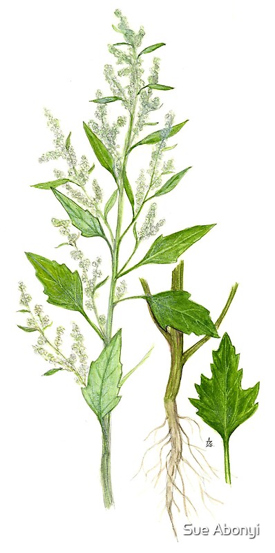 "Fat-hen - Chenopodium album" by Sue Abonyi | Redbubble