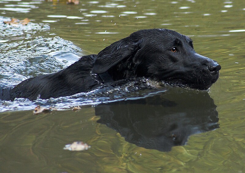 "Lab Wake" by Moth | Redbubble