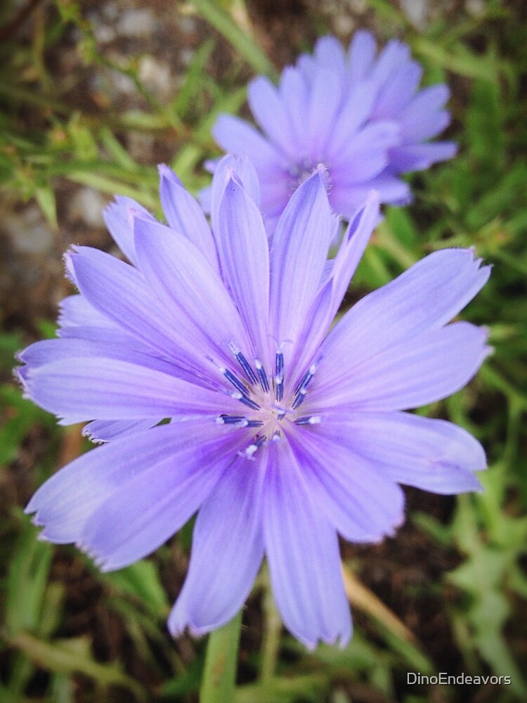 ""Milestones" Floral Photography Design" by DinoEndeavors | Redbubble