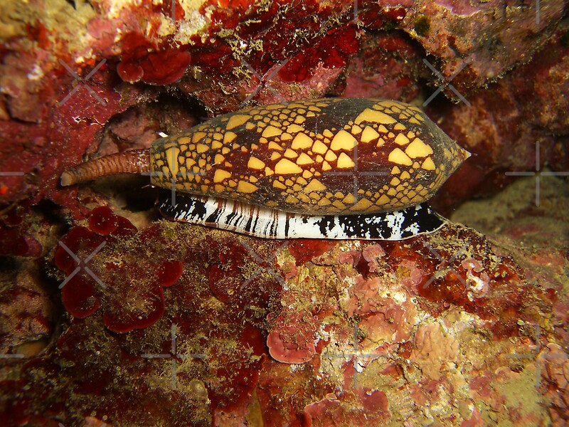 "Okinawa's deadly Cone Shell..." by Michael Powell | Redbubble