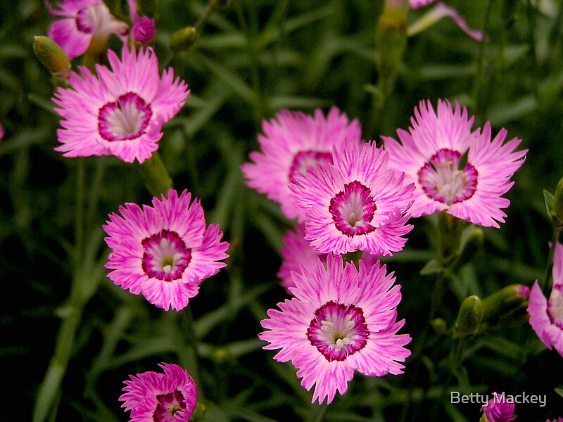 "Dianthus in a Northern Garden" by Betty Mackey | Redbubble