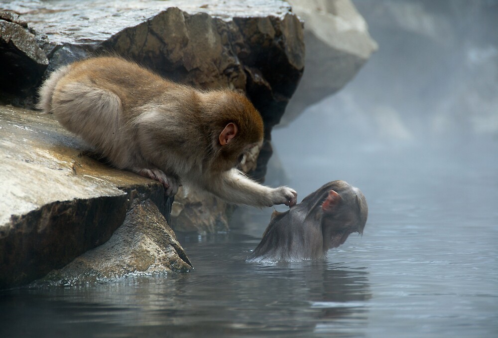 "Monkey Day Spa" by Robert Mullner | Redbubble