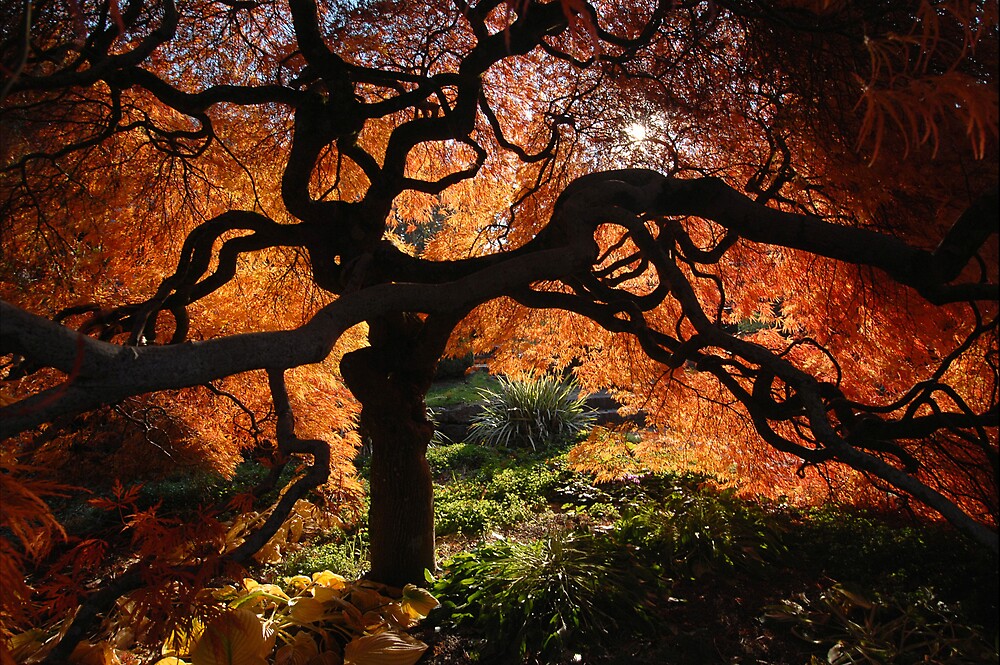 "Old Acer Dissectum Bronze" by Robert Mullner | Redbubble