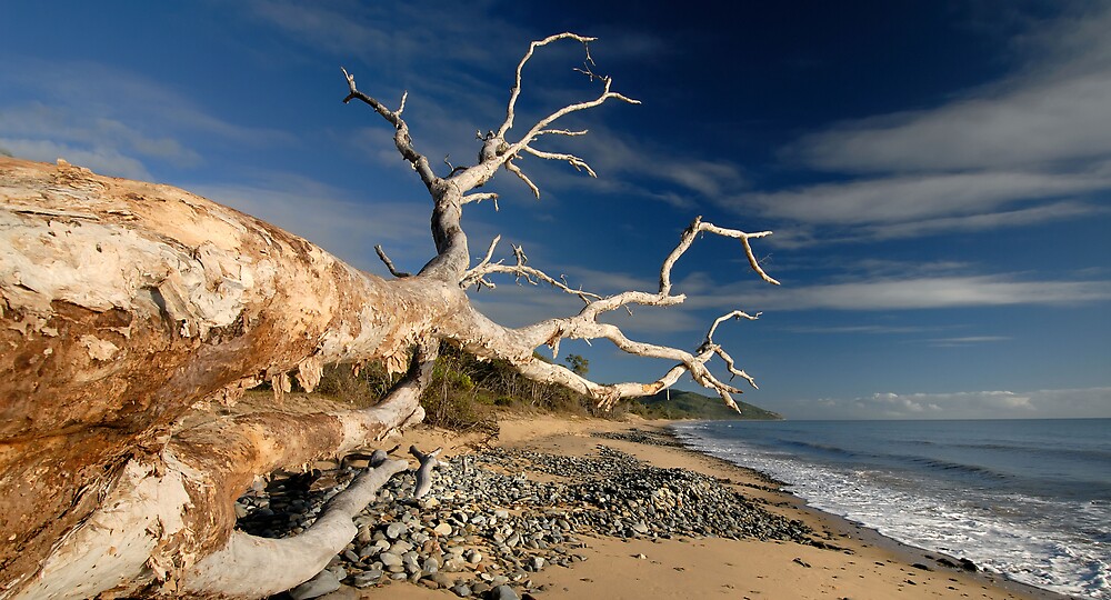 "Wangetti Tree Cementery" by Robert Mullner | Redbubble