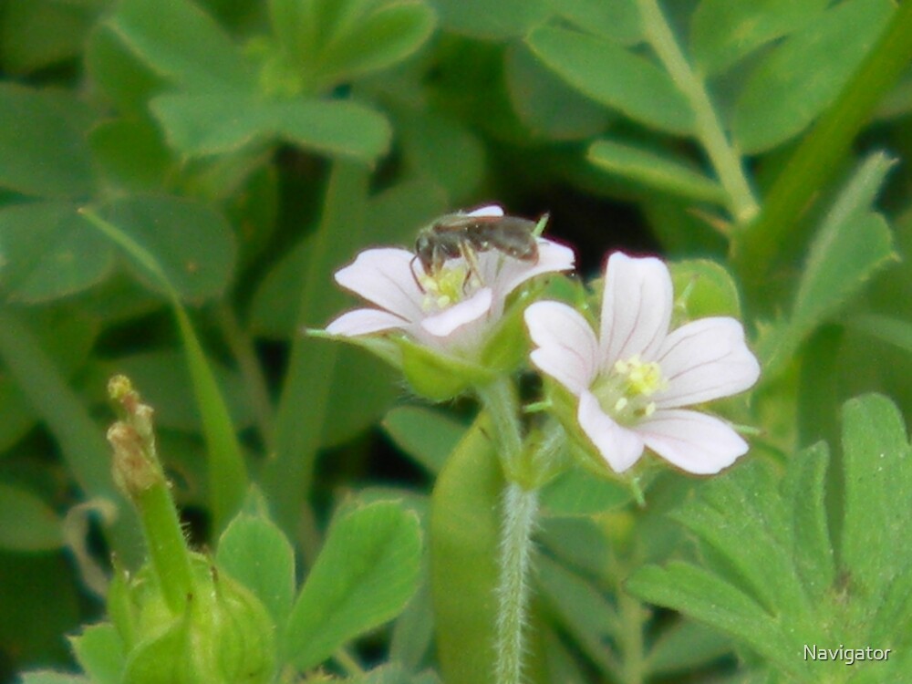 "Wild Geraniums with Tiny Bee" by Navigator | Redbubble