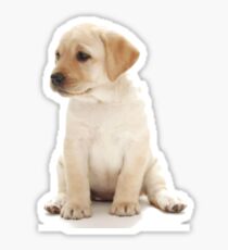 Labrador: Stickers | Redbubble