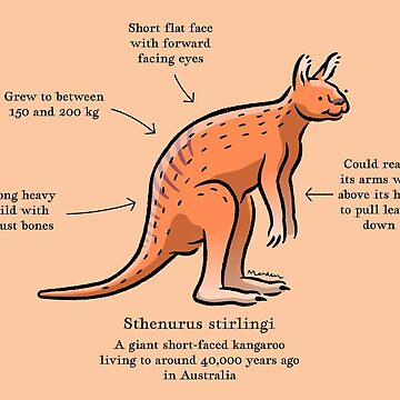 "Sthenurus stirlingi the prehistoric giant kangaroo" Postcard for Sale ...
