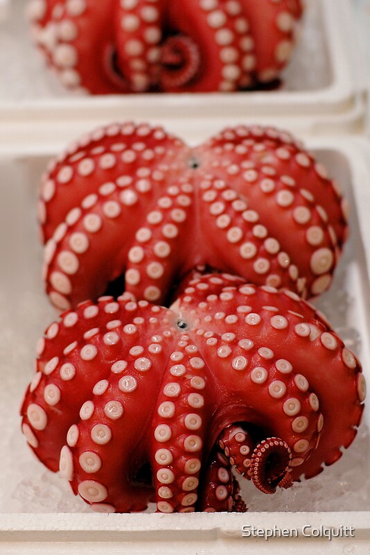 "Occy" by Stephen Colquitt | Redbubble