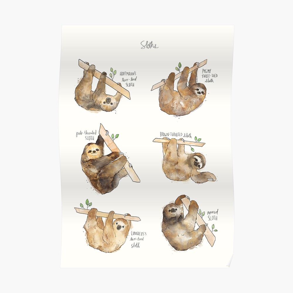 "Sloths" Poster by AmyHamilton | Redbubble