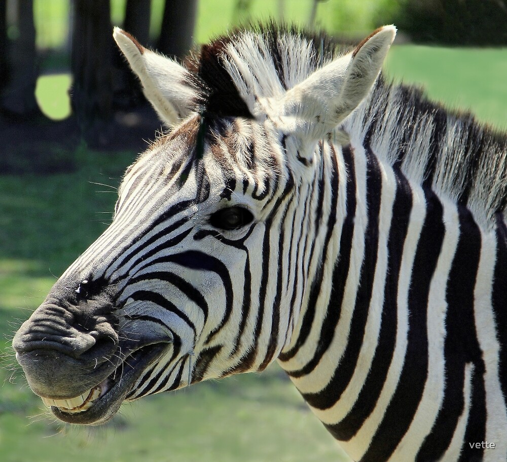 "A Smiling Zebra" by vette | Redbubble