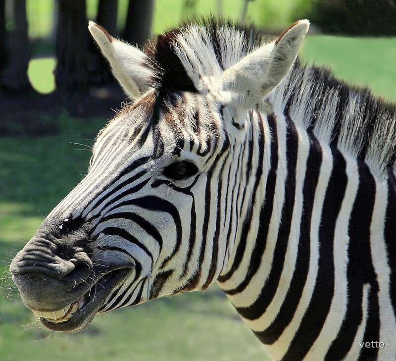 "A Smiling Zebra" by vette | Redbubble