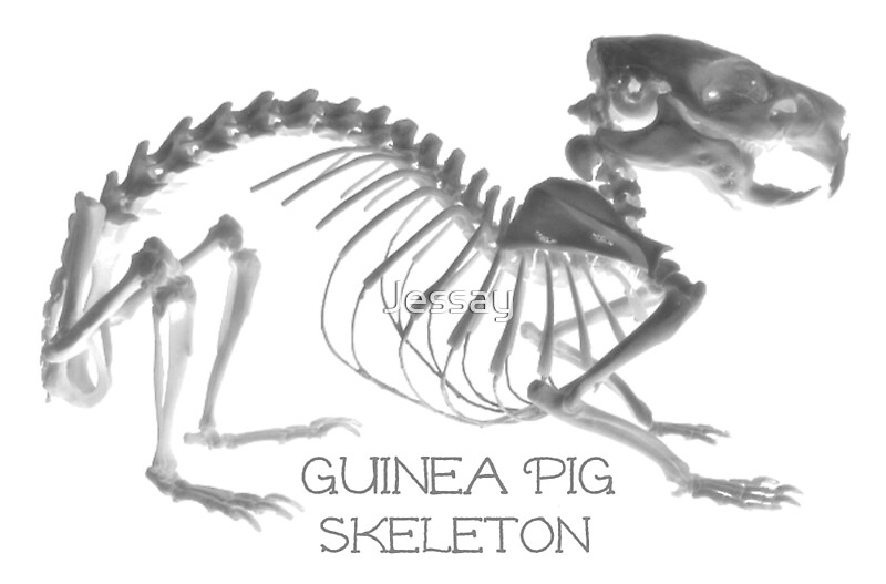 "Guinea Pig Skeleton " by Jessay | Redbubble