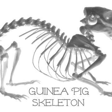 "Guinea Pig Skeleton " Poster for Sale by Jessay | Redbubble