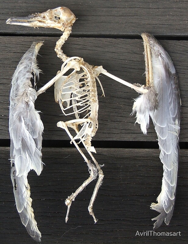 "Found bird Skeleton - Photography by Avril Thomas - Adelaide / South ...