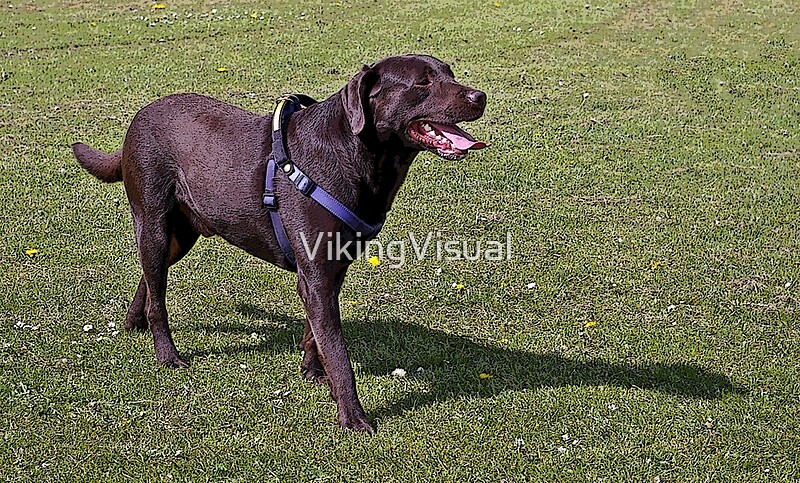 "Hot Chocolate Lab B" by VikingVisual | Redbubble