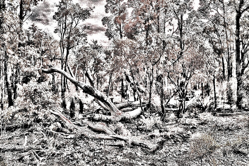 "Bushland in Bungendore Park, WA" by BigAndRed | Redbubble