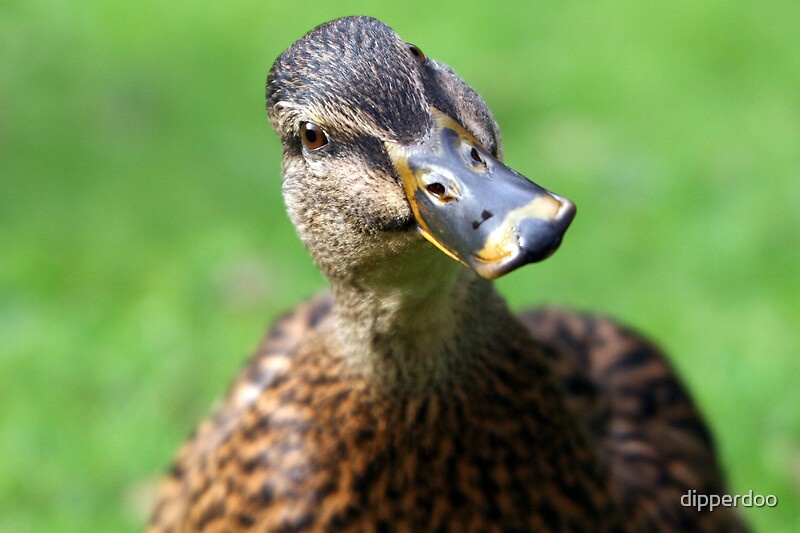 "Curious Duck" by dipperdoo | Redbubble