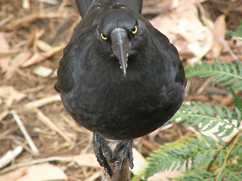 "Angry Raven" by ThomasMcG | Redbubble