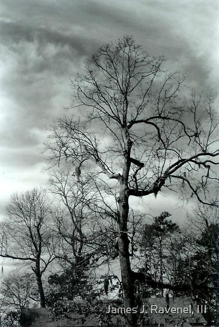 "Tree In Winter" by James J. Ravenel, III | Redbubble