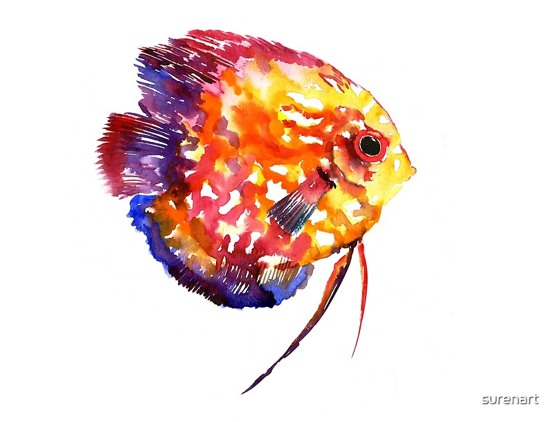 "discus, rainbow colors, yellow red, blue" by surenart | Redbubble