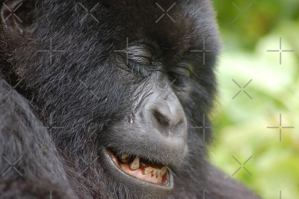 "Gorilla Smile" by ApeArt | Redbubble