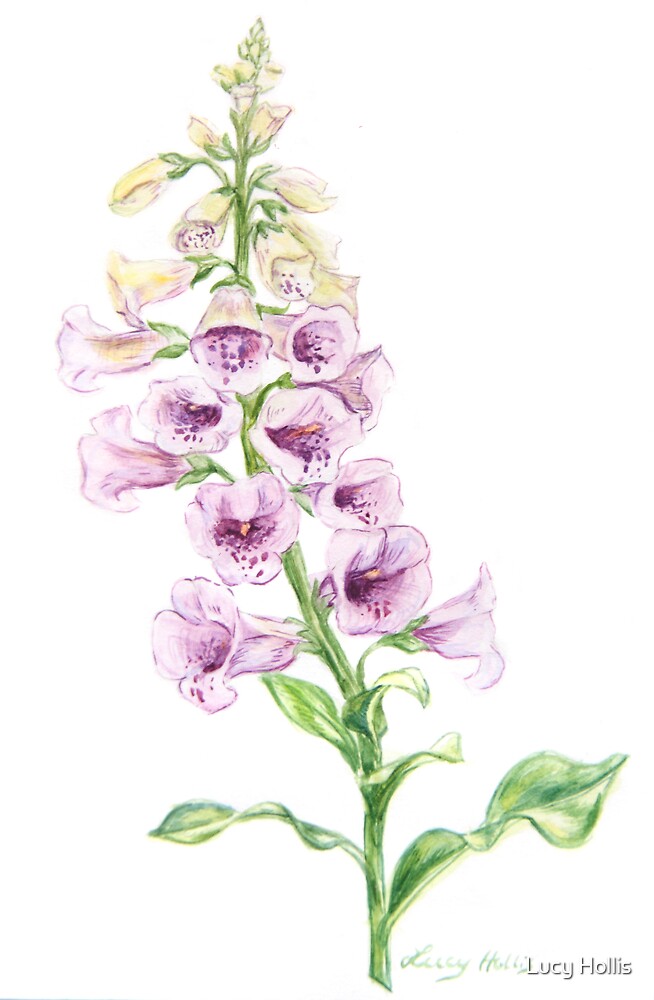 "Foxgloves in Watercolour" by Lucy Hollis | Redbubble