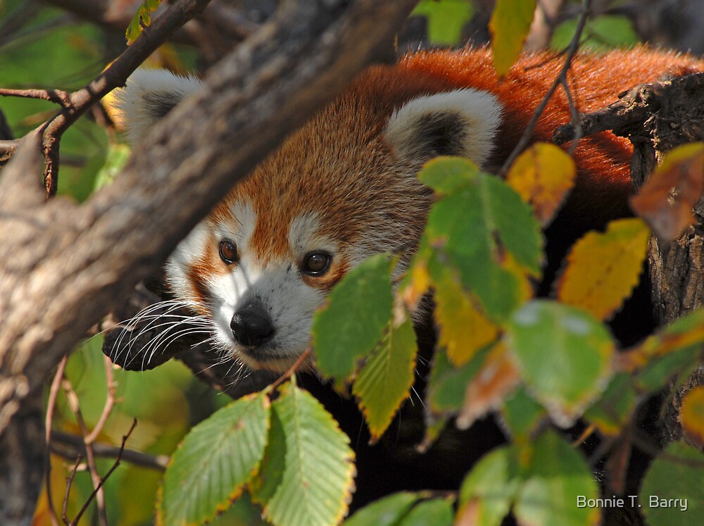 "Red Panda in Hiding" by Bonnie T. Barry | Redbubble