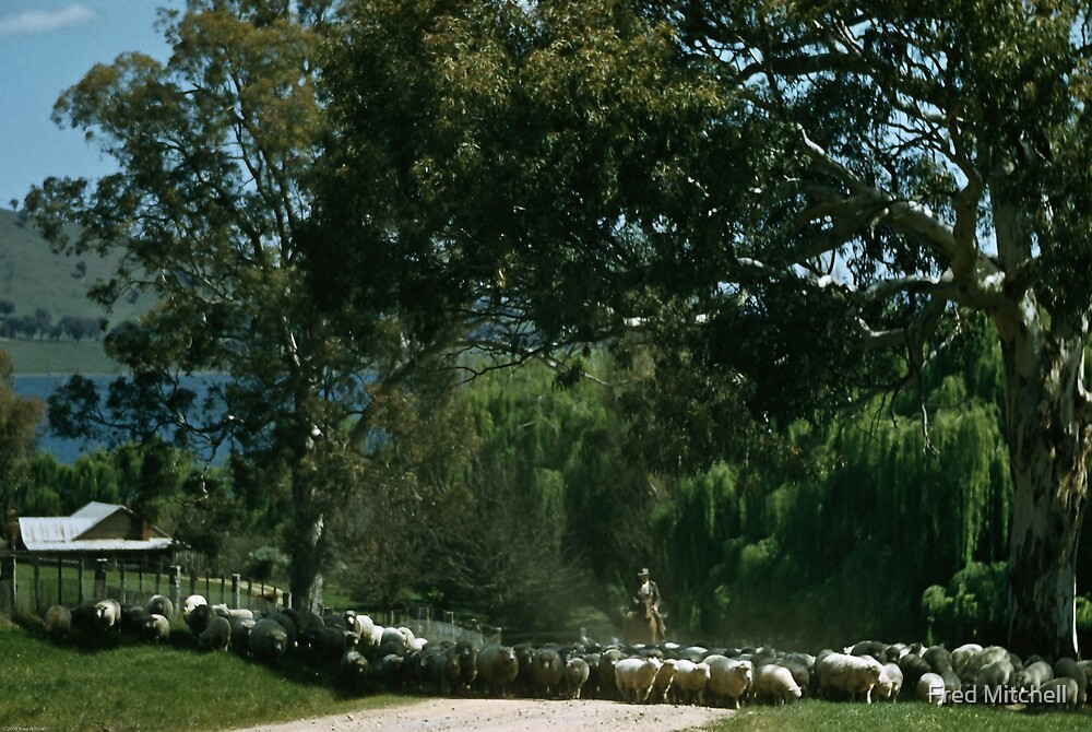 "Droving sheep near Bethanga 1957" by Fred Mitchell | Redbubble