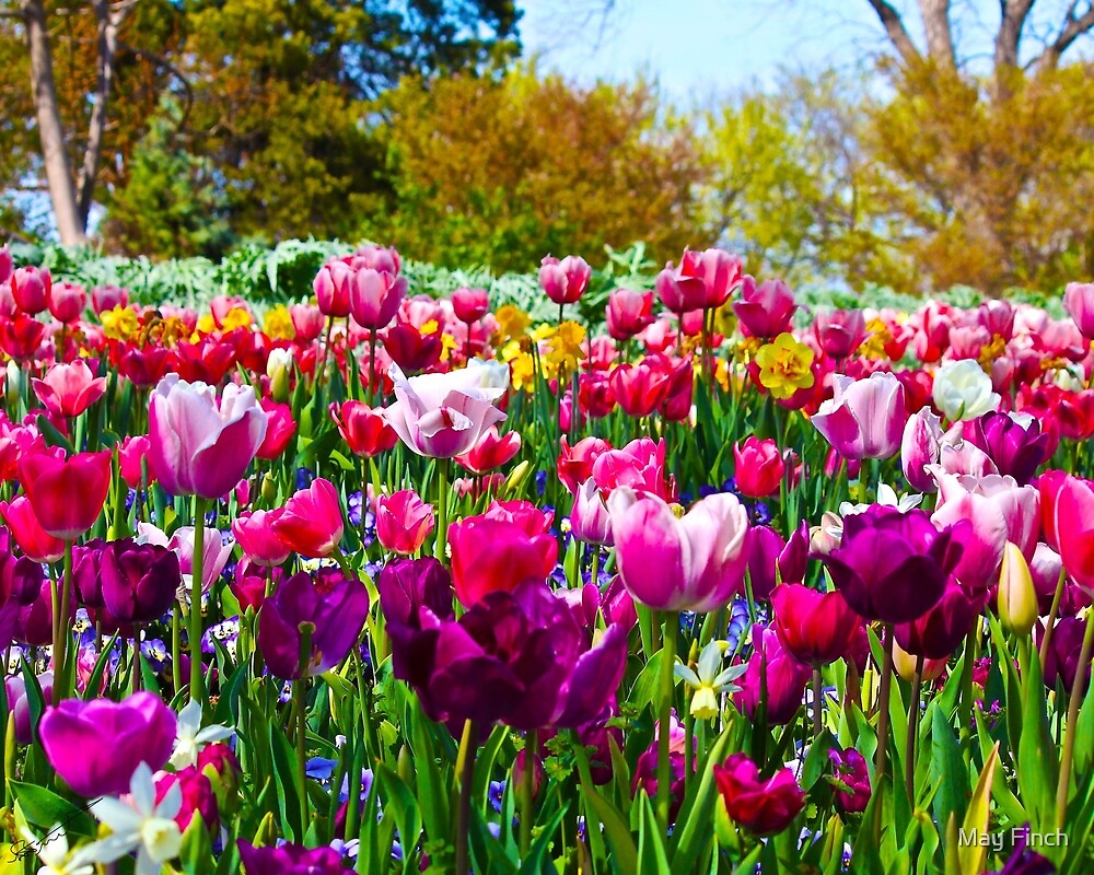 "Spring Tulips" by May Finch | Redbubble
