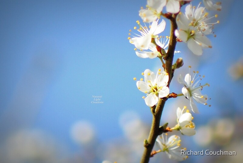 "" Sloe Blue "" by Richard Couchman | Redbubble