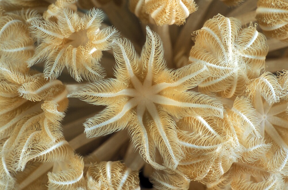 "Soft coral polyps" by David Wachenfeld | Redbubble