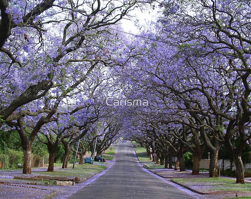 "Spring in Pretoria" by Carisma | Redbubble
