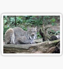 Canada Lynx: Gifts & Merchandise | Redbubble