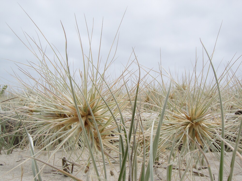 ""aliens" - spiky plants at the beach (view larger - better impact)" by ...