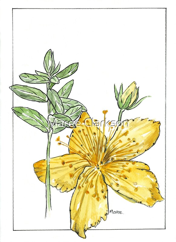 "Hypericum perforatum - Botanical illustration" by Maree Clarkson ...
