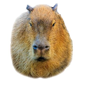"Capybara head" Sticker for Sale by Dalyn | Redbubble