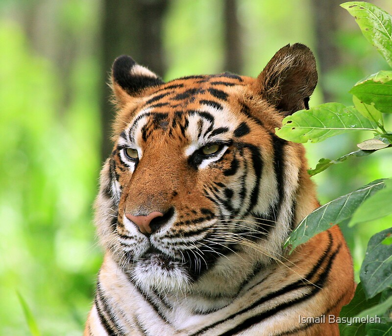 "Silent Tiger" by Ismail Basymeleh | Redbubble