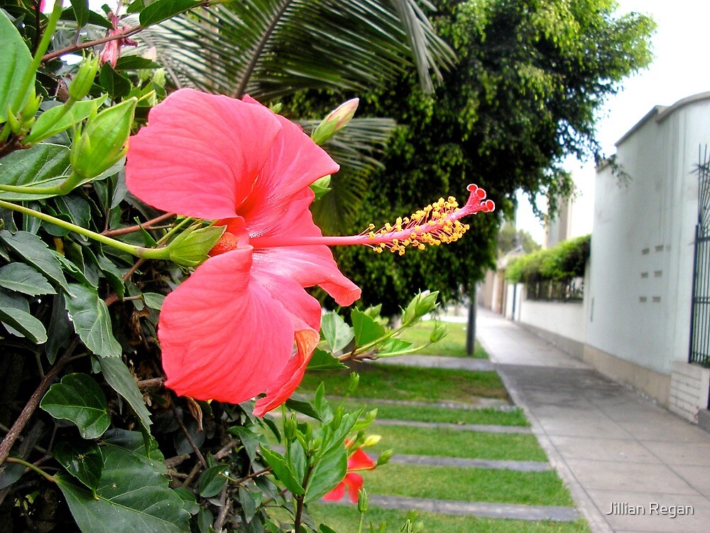 "Red Hibiscus Flower in Lima Peru" by Jillian Regan | Redbubble