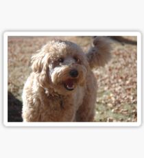 Labradoodle: Stickers | Redbubble