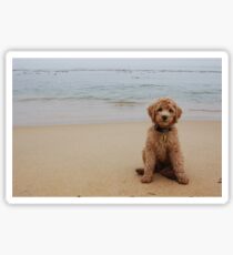 Labradoodle: Stickers | Redbubble