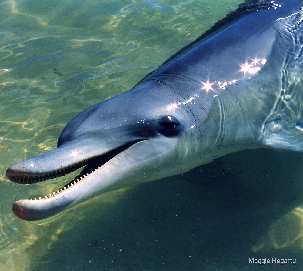 "Dolphin Smile" by Maggie Hegarty | Redbubble