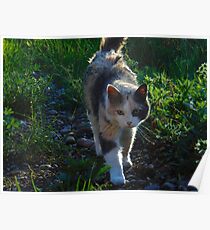 Warrior Cats: Posters | Redbubble