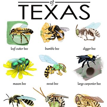 "native bees of texas" Photographic Print for Sale by Katie McElroy ...