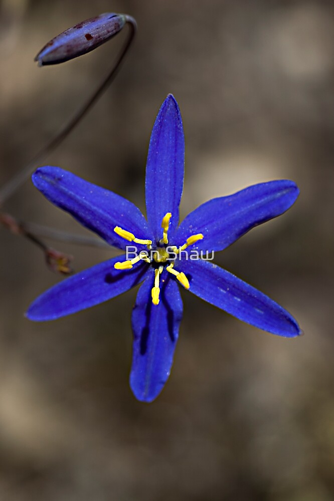 "Tufted blue-lily (Thelionema caespitosum)" by Ben Shaw | Redbubble