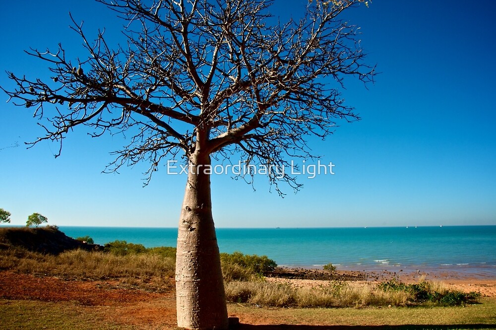 "Boab Tree - Town Beach, Broome" by Extraordinary Light | Redbubble
