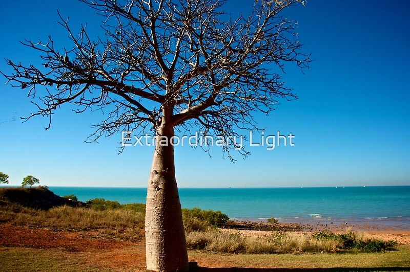 "Boab Tree - Town Beach, Broome" by Extraordinary Light | Redbubble