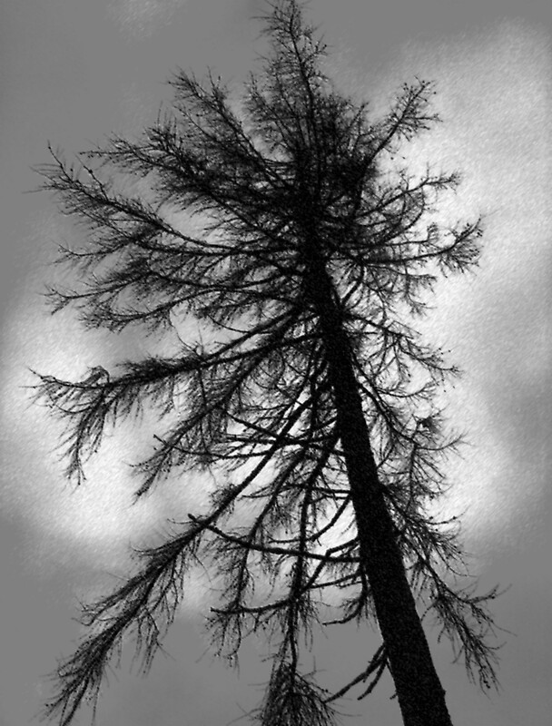 "NEGATIVE NATURE" by EMMET MC ELHINNEY | Redbubble