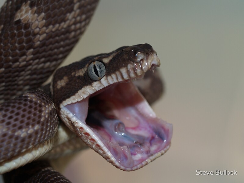 "Rough Scaled Python Teeth" Greeting Cards by Steve Bullock | Redbubble